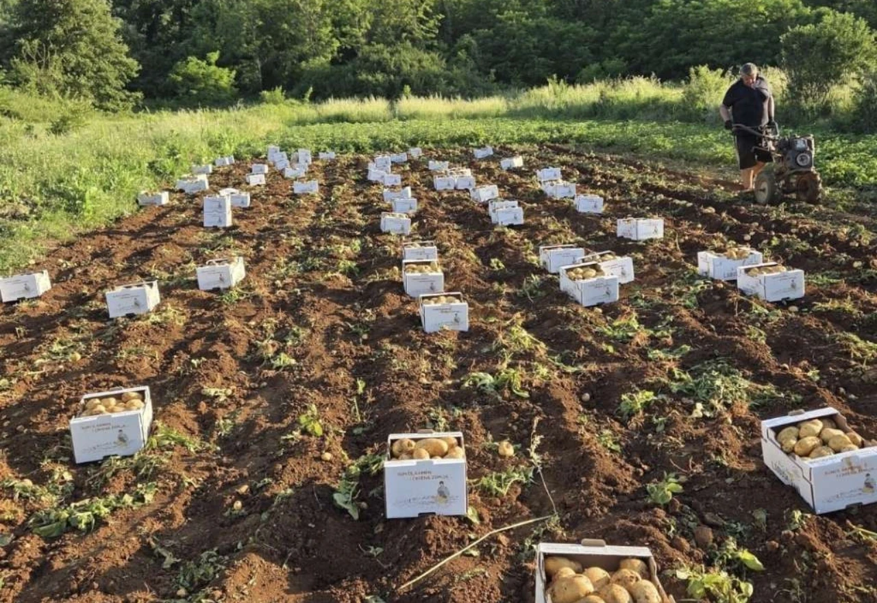 Ljubuški rani krumpir bilježi prosječnu sezonu, cijene niže nego lani